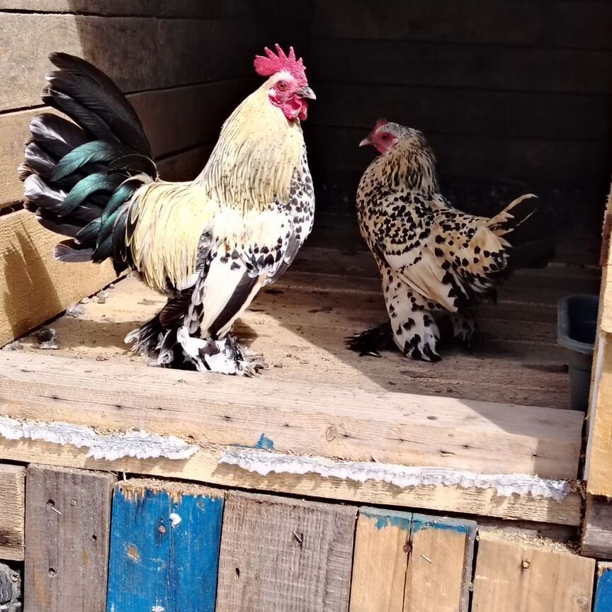 Продам цыплят