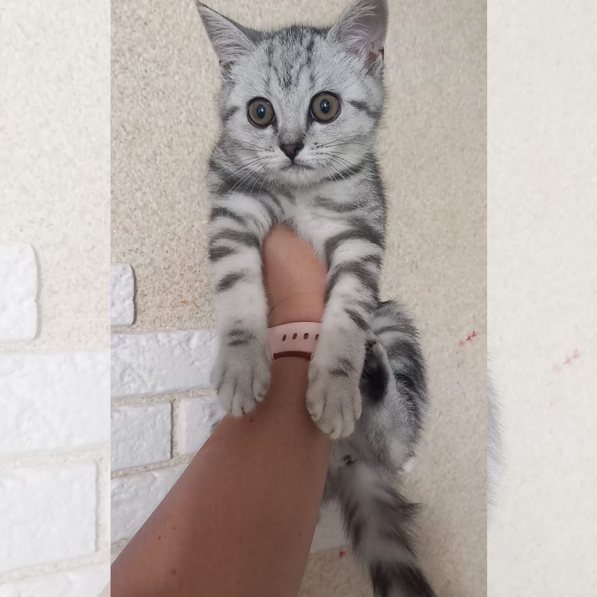 Британский котёнок