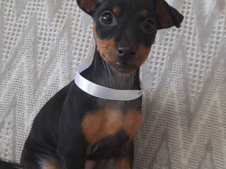 Щенки цвергпинчера