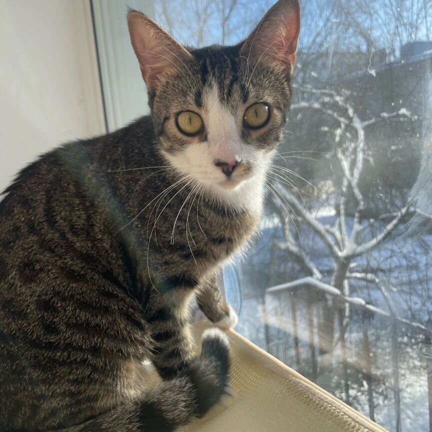 Красивый котик
