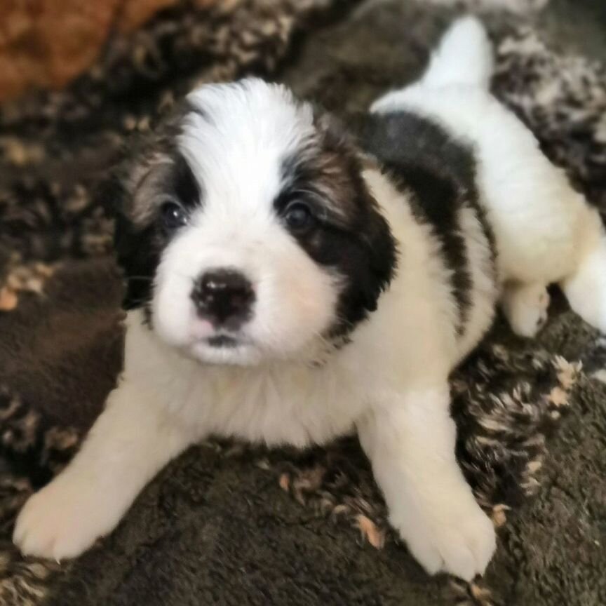 Щенки Московской сторожевой