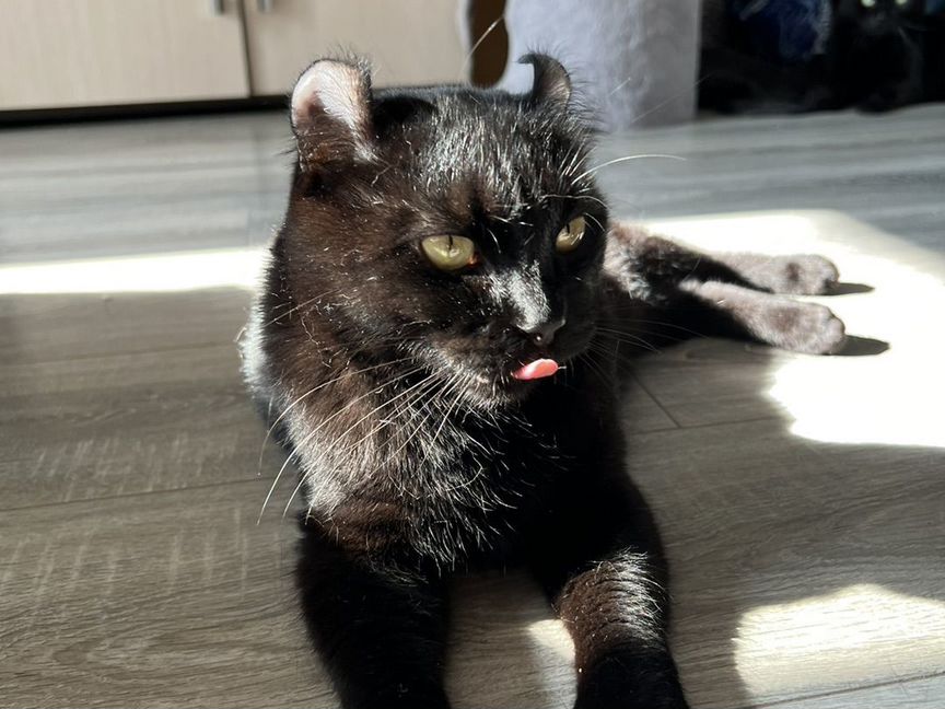 Американский керл