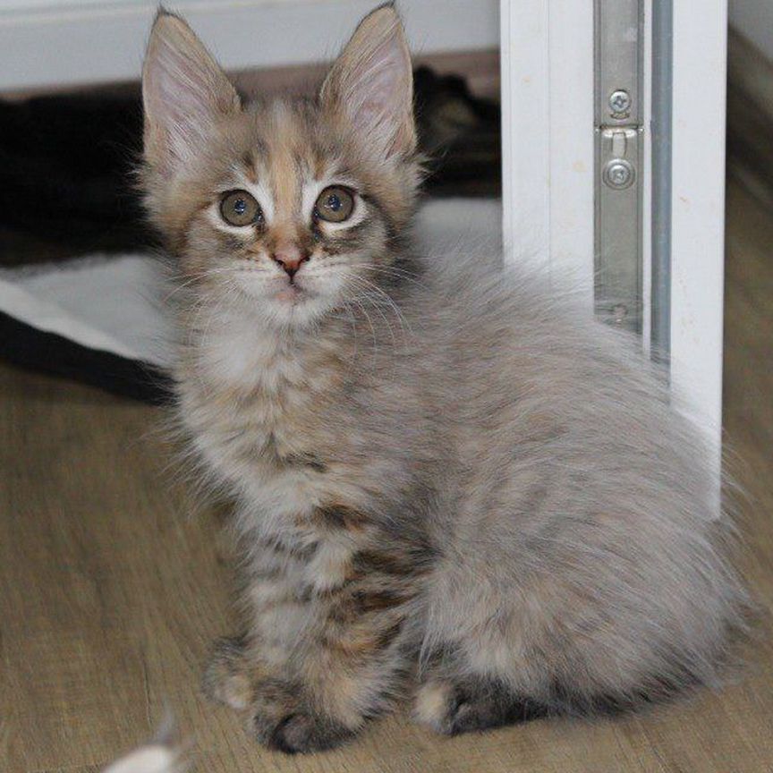 Мейн-кун котёнок