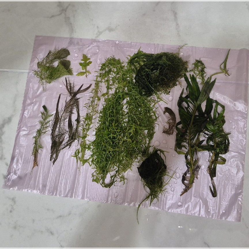 Прополка аквариума