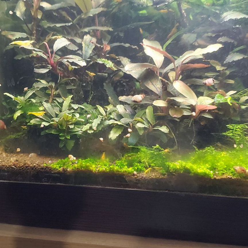 Буцефаландра