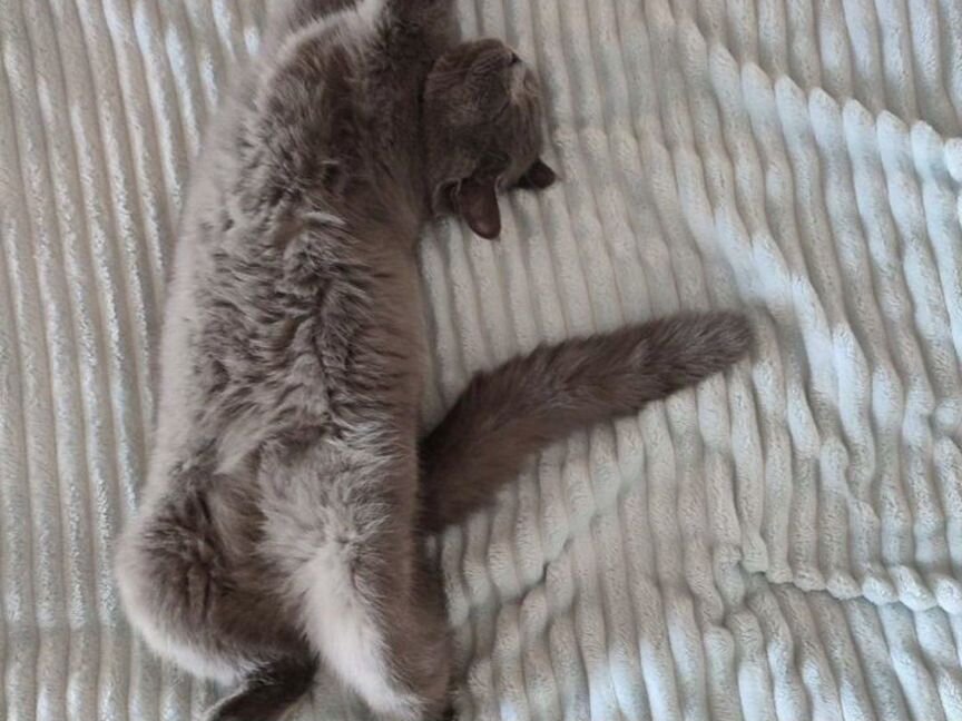 Британская кошка бесплатно