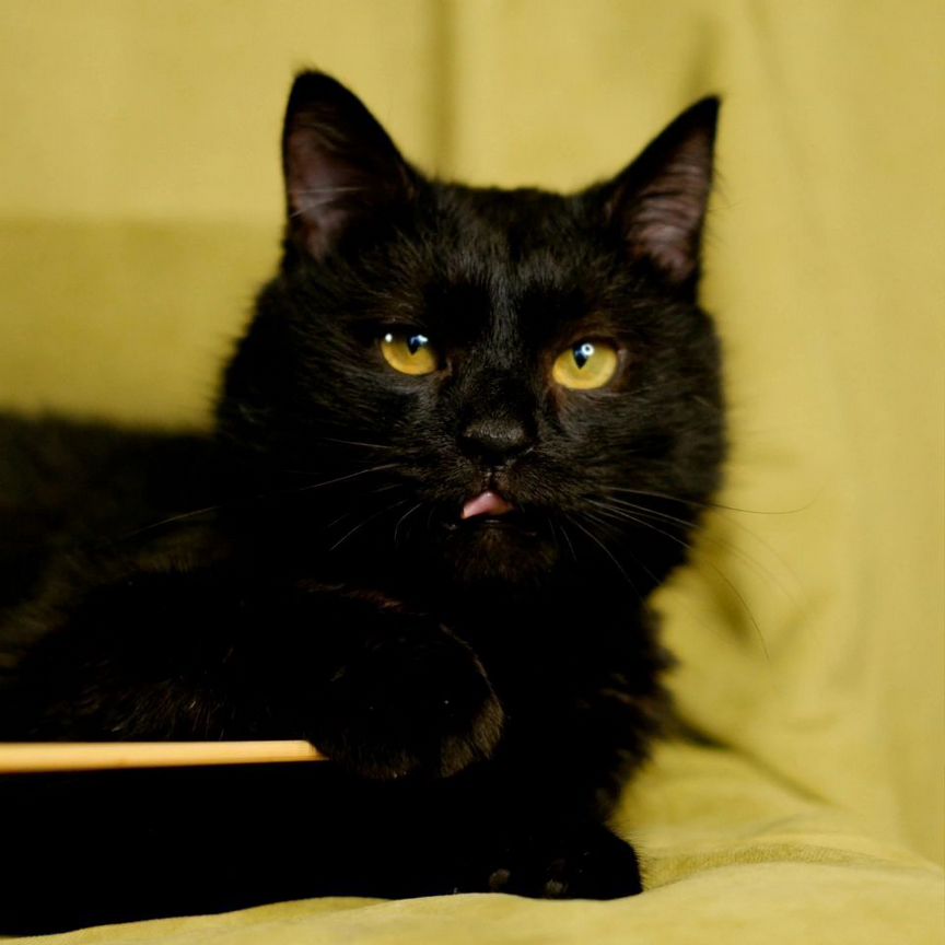 Дон Дьябло. Самый настоящий Кот