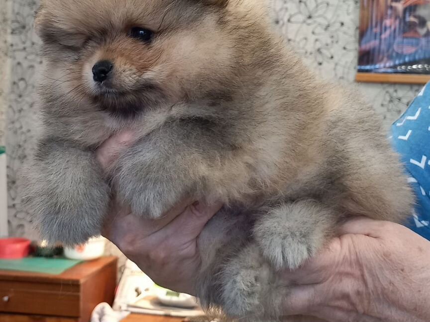 Щенки шпица