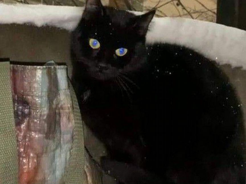 Живет на трубах ласковая,красивая брошенка-кошечка