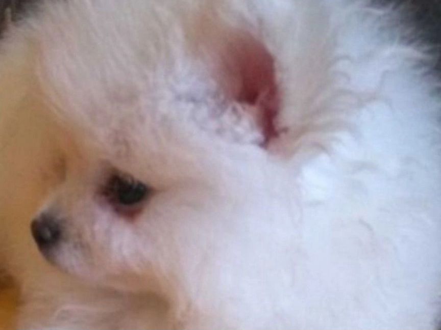 Щенки померанского шпица