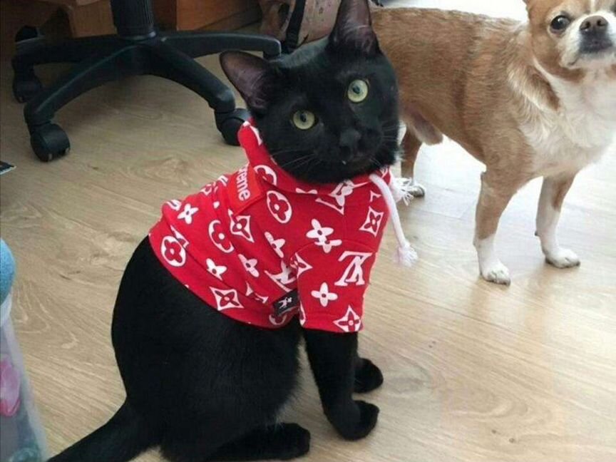 Кофта для животных