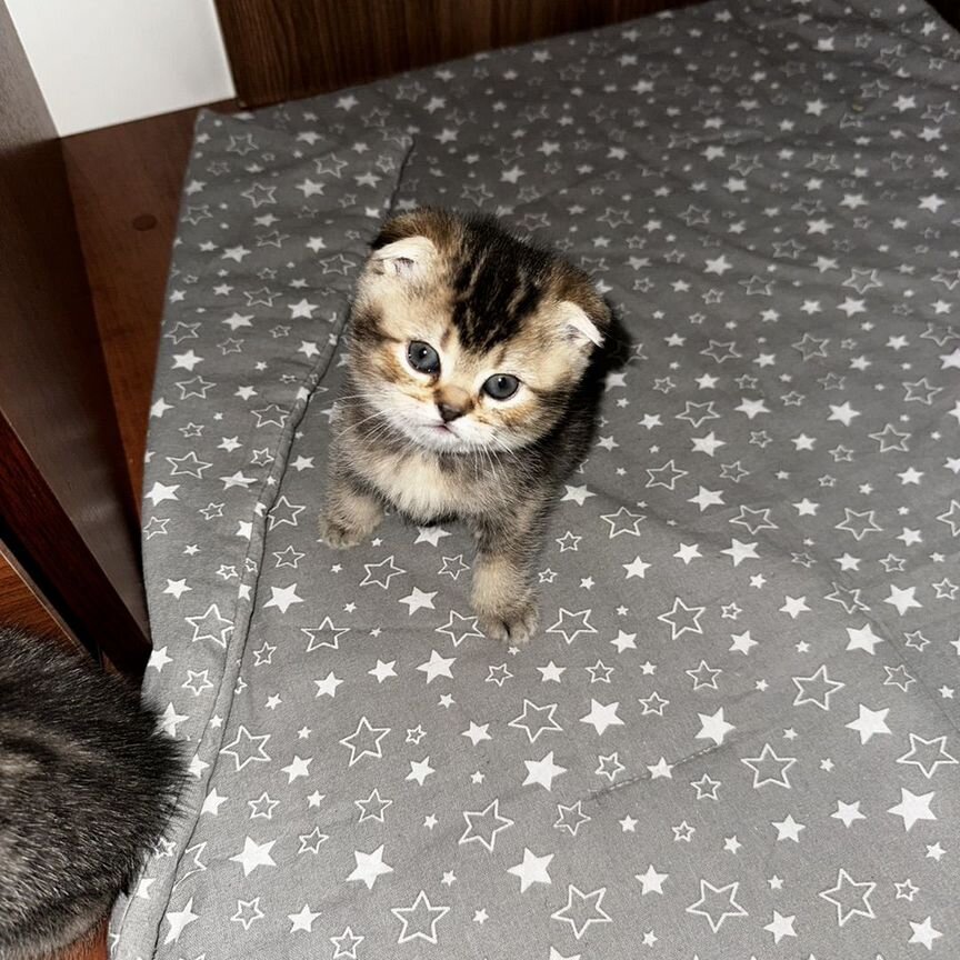 Шотландская