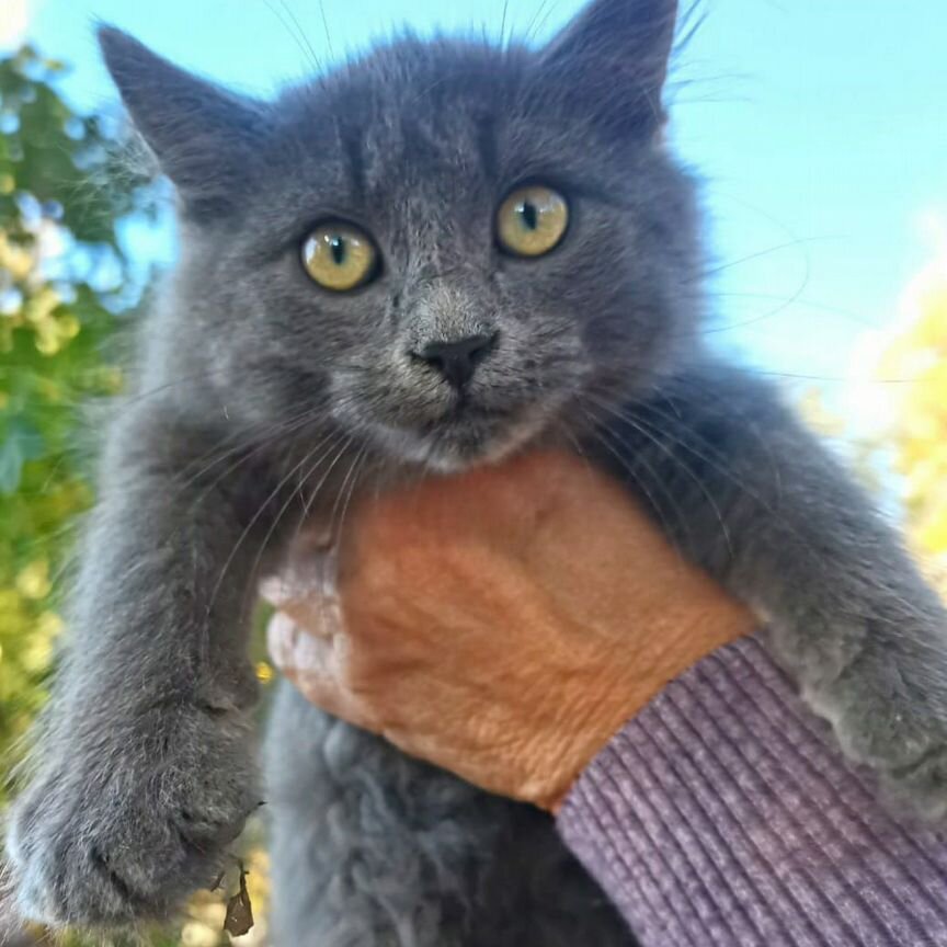Котята из леса в добрые руки