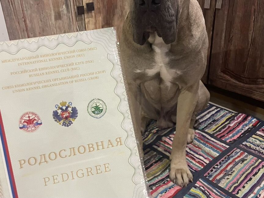 Кане Корсо Вязка