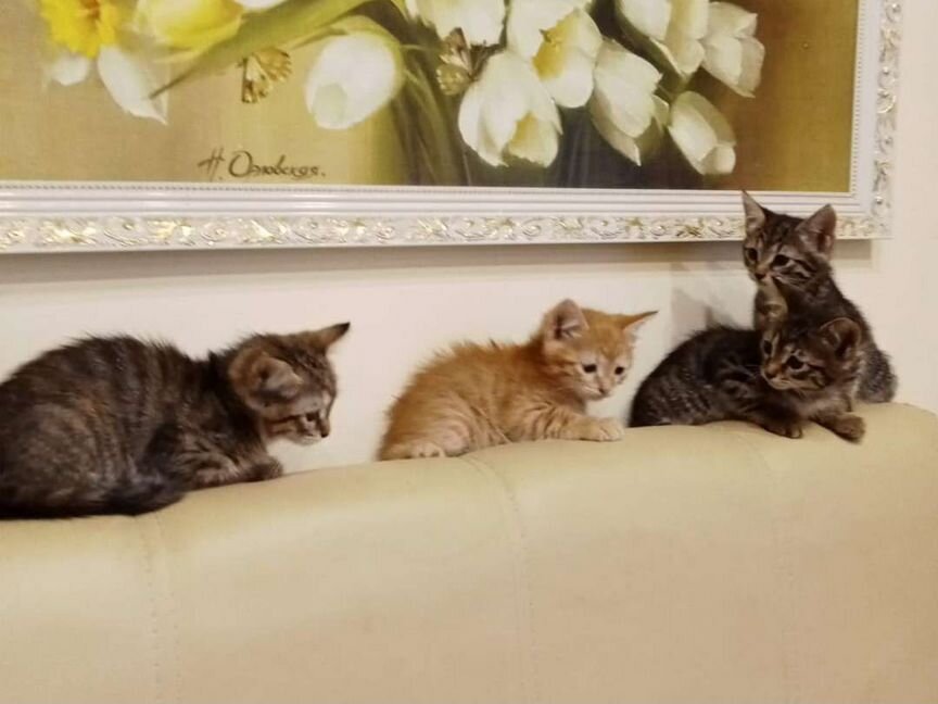 Котята в полоску