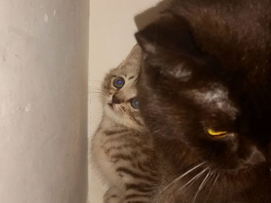Британская кошечка