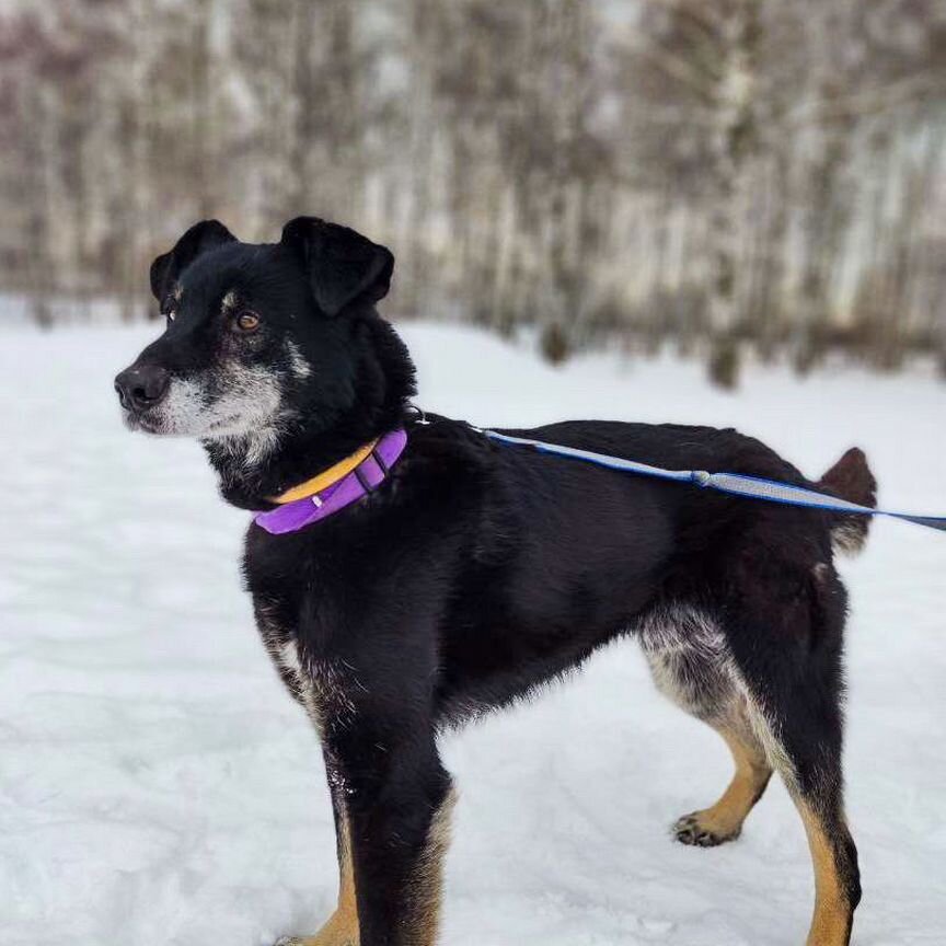 Вжик из приюта верит, что найдет дом