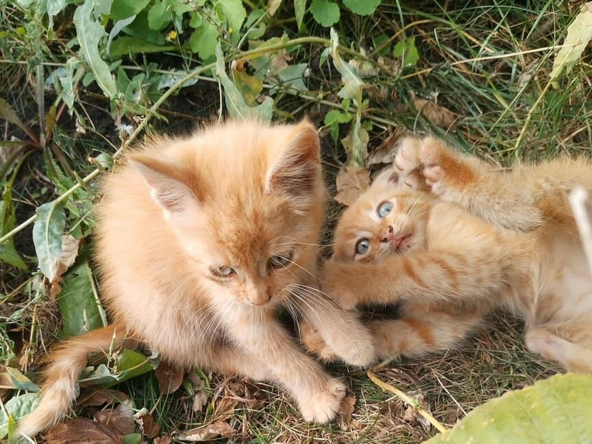 Котята мейнкун помесь
