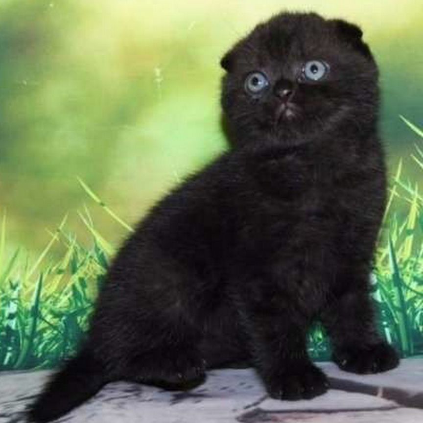 Черный котенок вислоухий