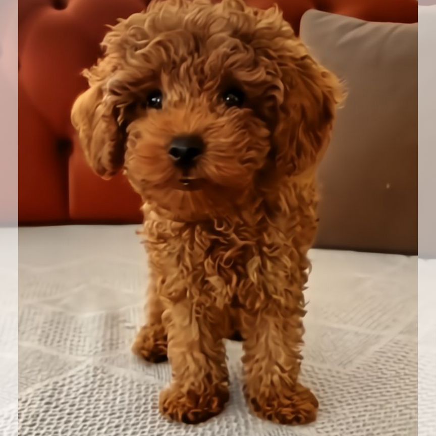 Той-пудель, щенок