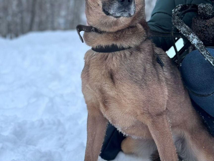 Отдам молодую собаку в хорошие руки