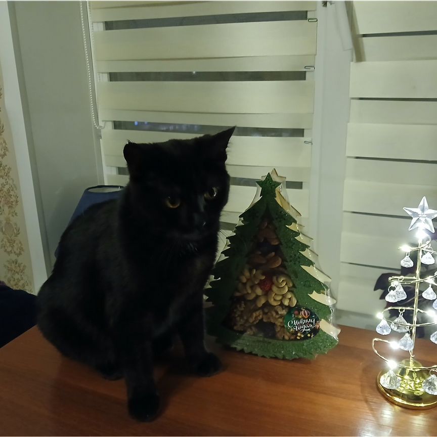 Взрослая, кошка в добрые руки