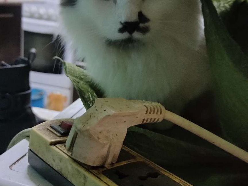 Кот