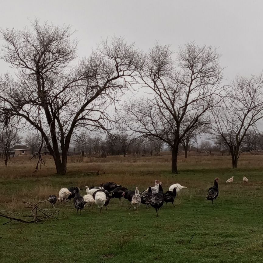 Индюки домашние
