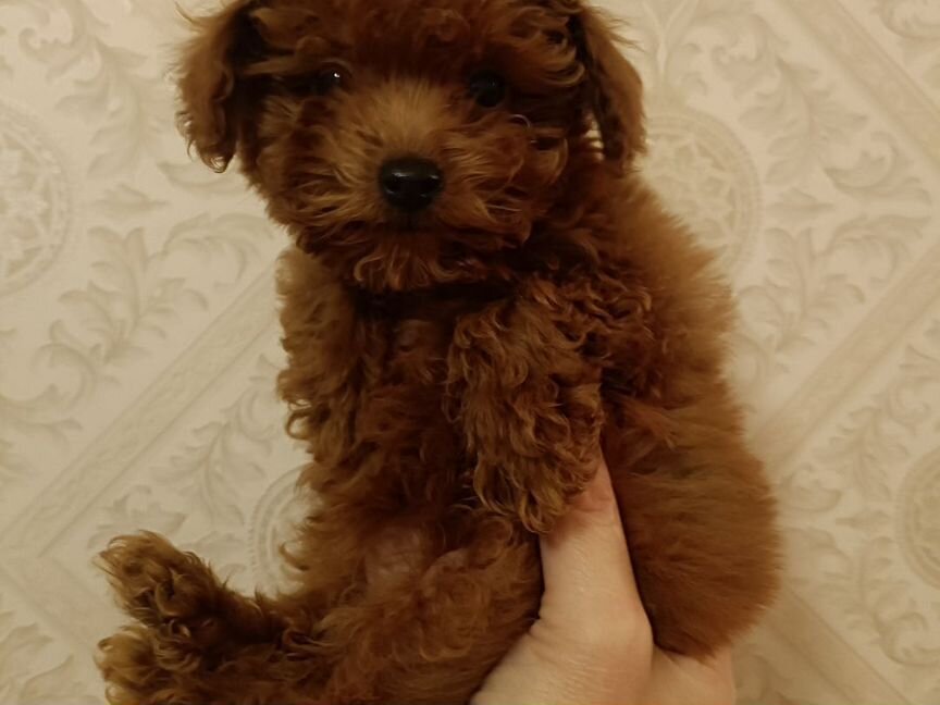 Щенки той пуделя