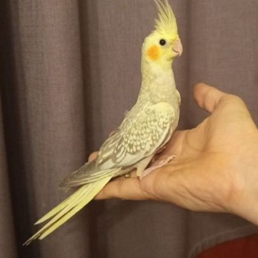 Попугай корелла птенец ручной