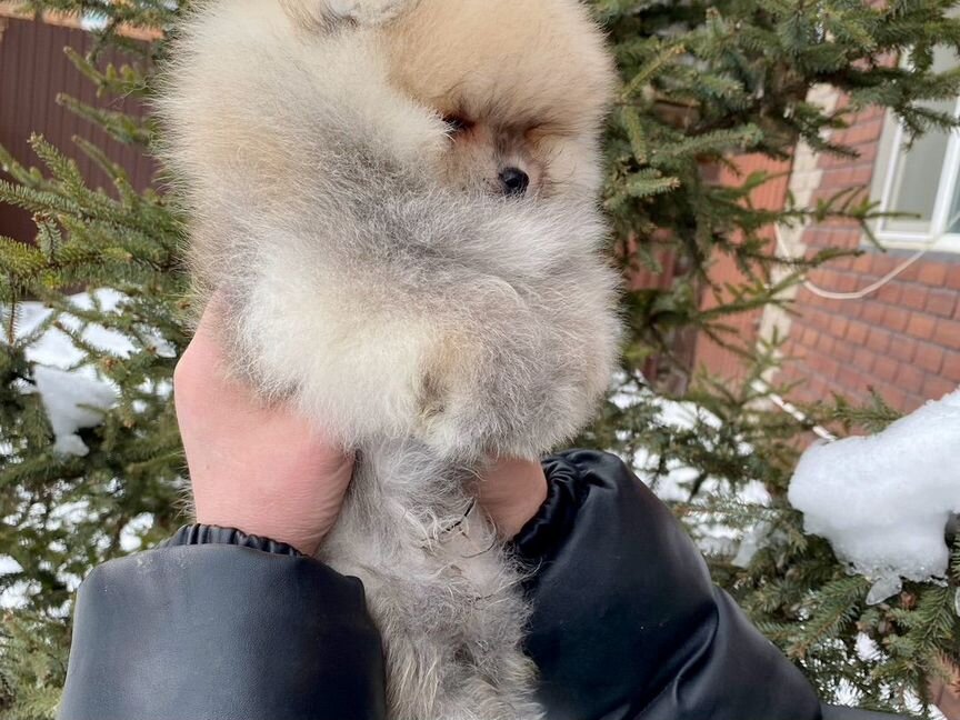 Померанский шпиц тип мишка мини
