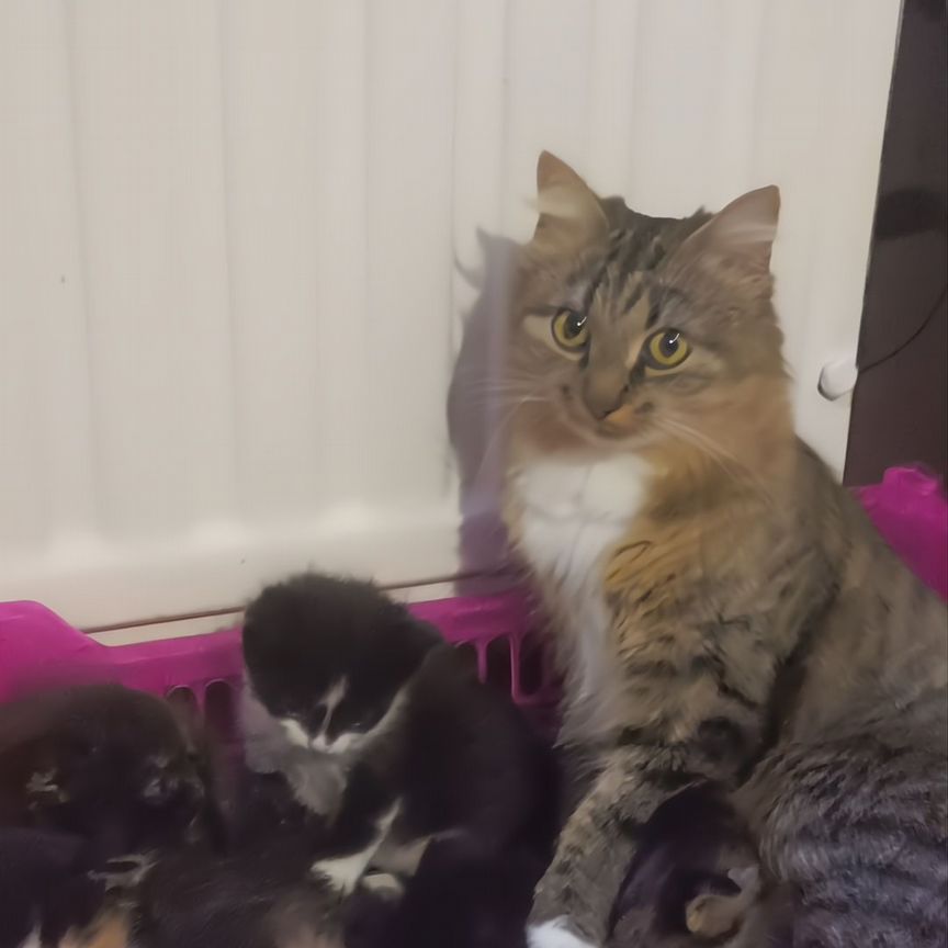 Котёнок в добрые руки