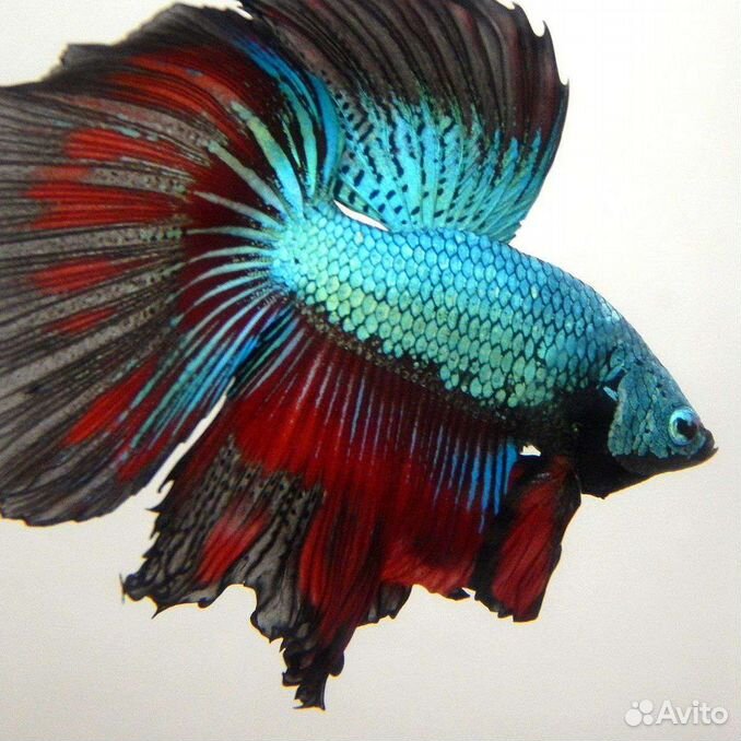 Сиамский петушок Шри-Ланка