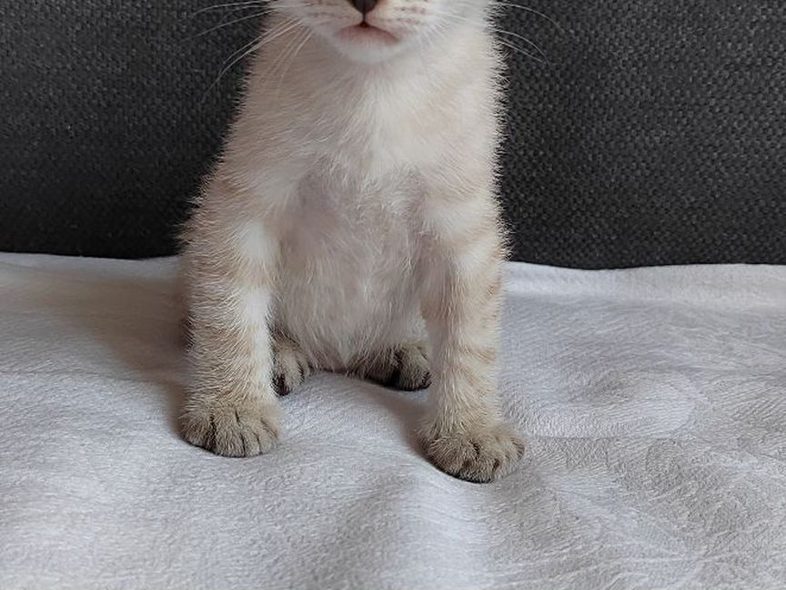 Котенок породы меконгский бобтейл