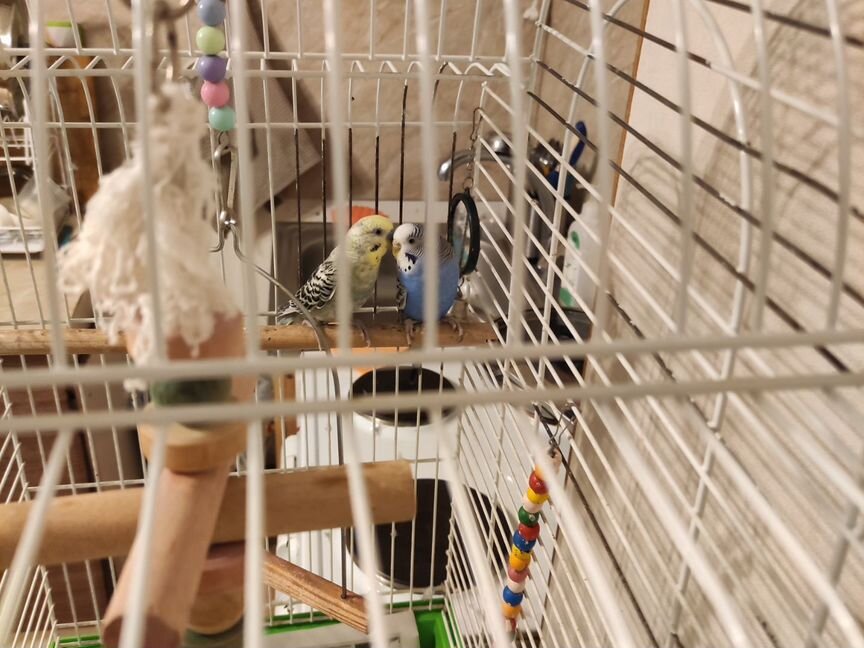 Волнистый попугай с клеткой
