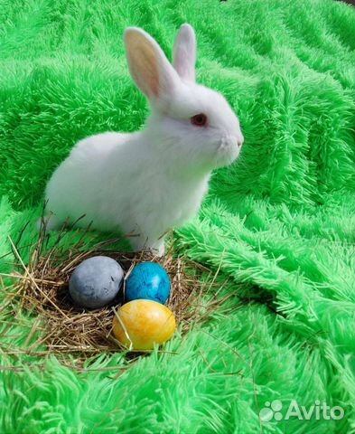 Кролик белый панон