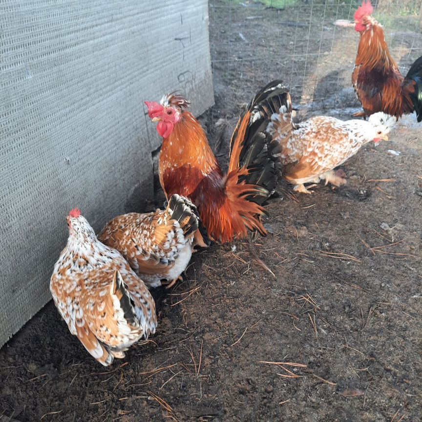 Бентамки куры