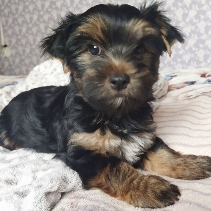 Йоркширский терьер, щенок