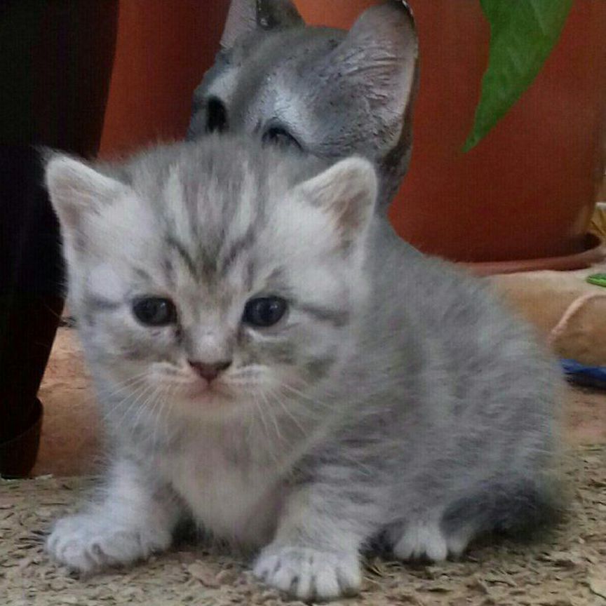 Шотландский прямоухий короткошёрстный котёнок