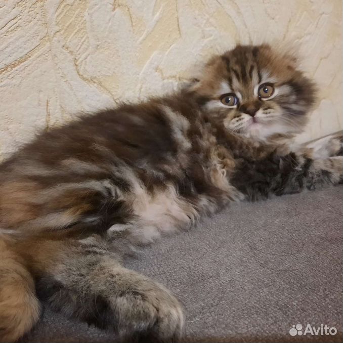 Шикарная малышка Хайленд Фолд