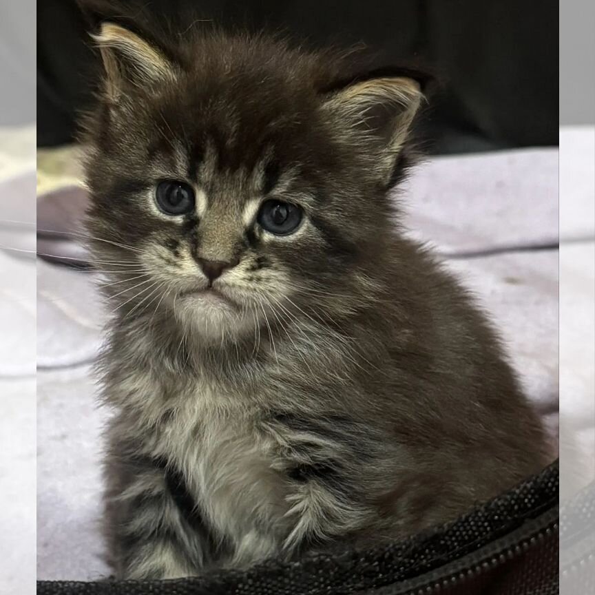 Мейн-кун котёнок