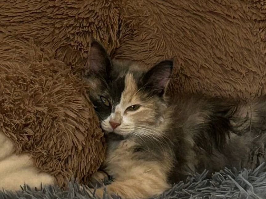 Сибирский котенок