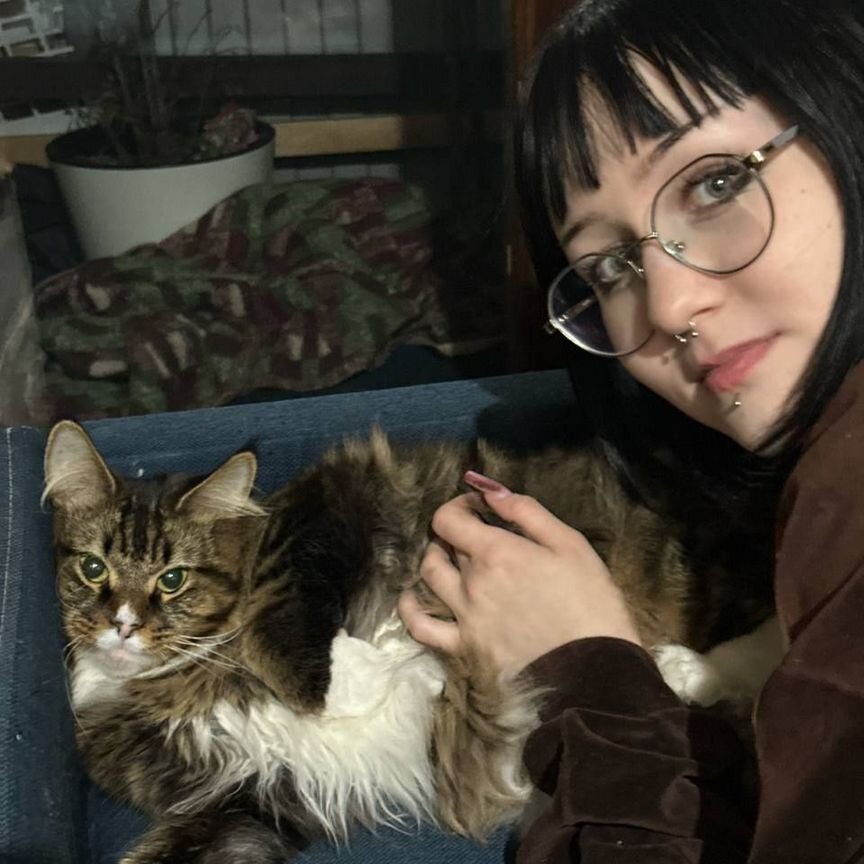 Мейн-кун, взрослая кошка