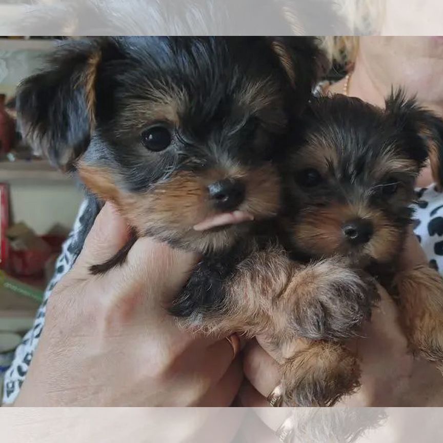 Йоркширский терьер, щенок