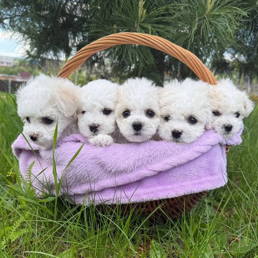 Бишон фризе, щенок