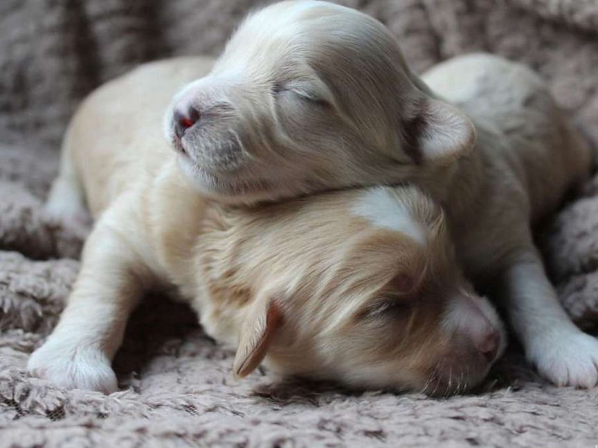 Мальтипу мини мальчик