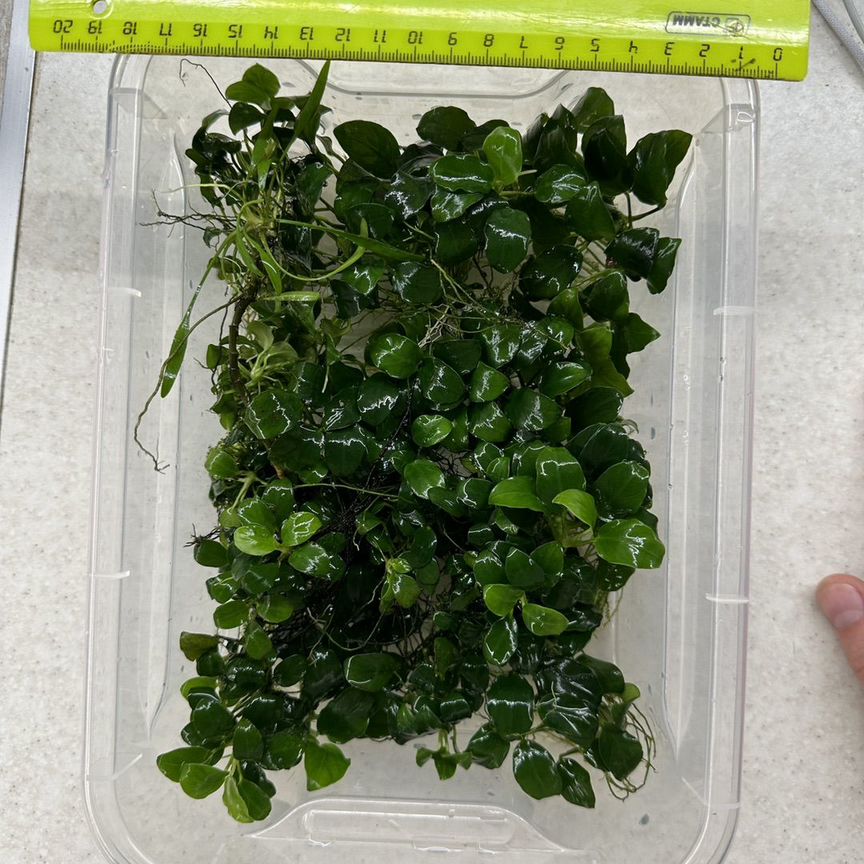 Анубиас нана петит