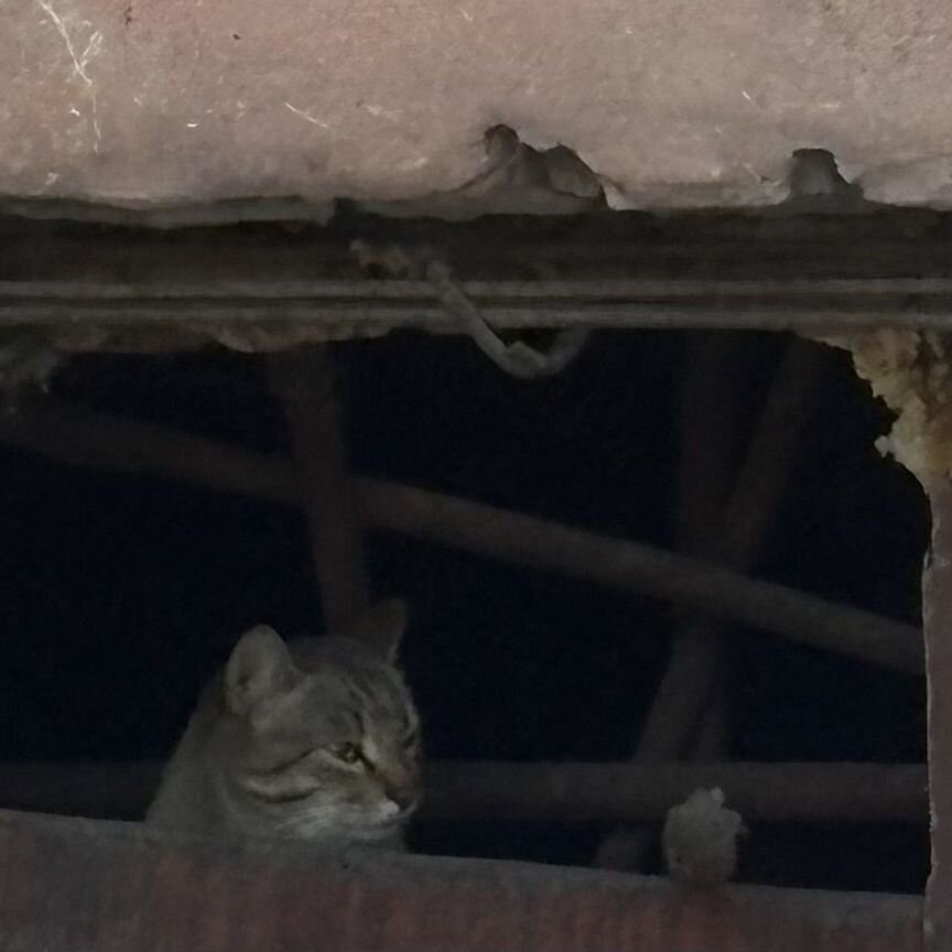 Отдам кота