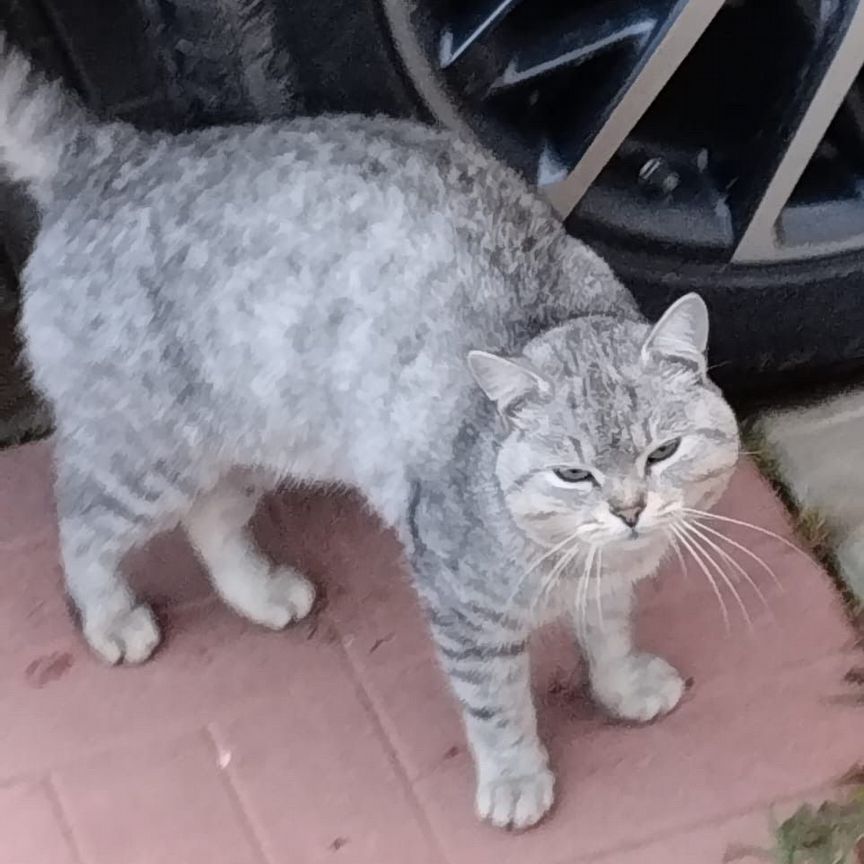 Брошен на дачах