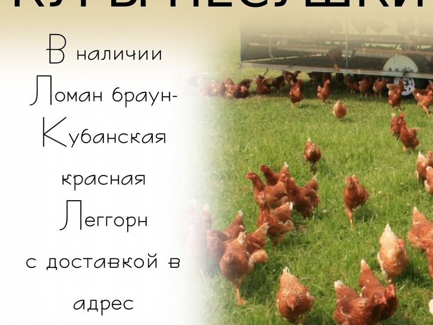 Куры несушки фермерские